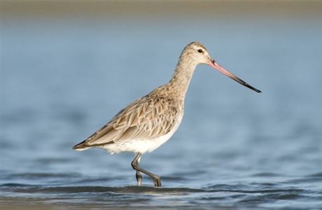 New Zealand birds A - Z: Native animal conservation