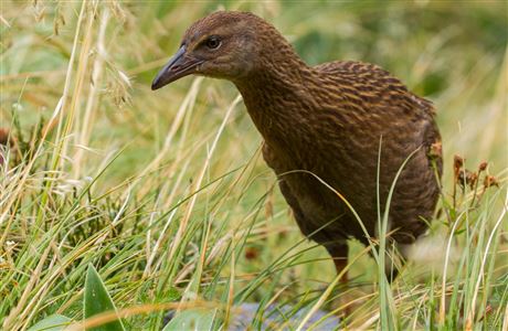 New Zealand birds A - Z: Native animal conservation