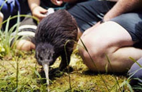 Translocation: moving animals and plants