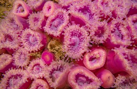 High protection areas and seafloor protection areas in the Hauraki Gulf ...