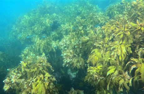 High protection areas and seafloor protection areas in the Hauraki Gulf ...