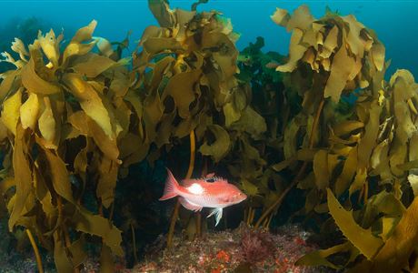 High protection areas and seafloor protection areas in the Hauraki Gulf ...