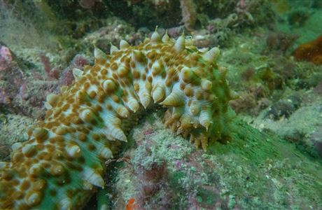 High protection areas and seafloor protection areas in the Hauraki Gulf ...