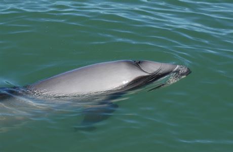 Māui dolphin: Marine mammals