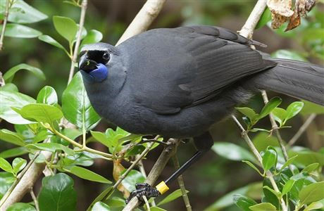 New Zealand birds A - Z: Native animal conservation