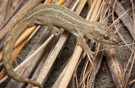 New Zealand geckos: Native animal conservation