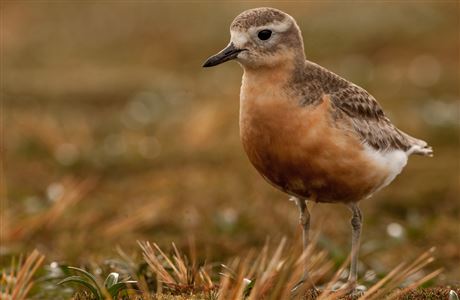New Zealand birds A - Z: Native animal conservation