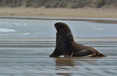 New Zealand sea lion/rapoka/whakahao: New Zealand marine mammals