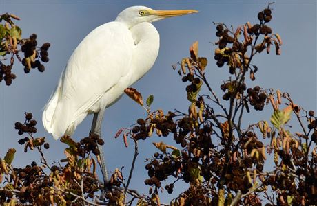 New Zealand birds A - Z: Native animal conservation
