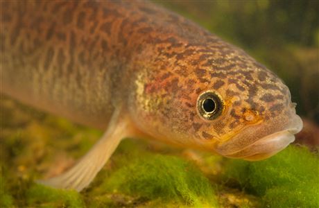 Freshwater: Habitats