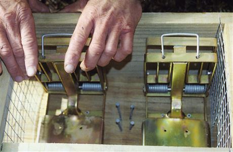 Trap in your community: Predator Free 2050 (PF2050)