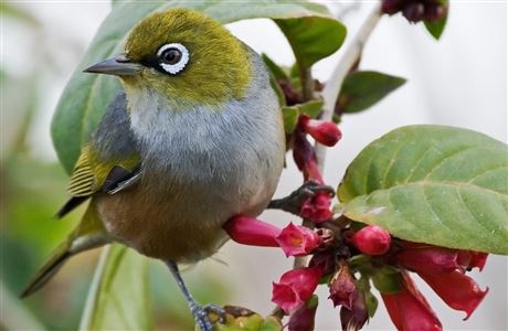 New Zealand birds A - Z: Native animal conservation