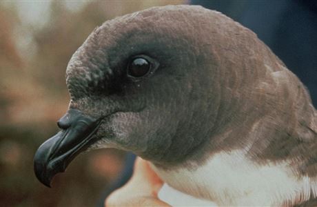New Zealand birds A - Z: Native animal conservation