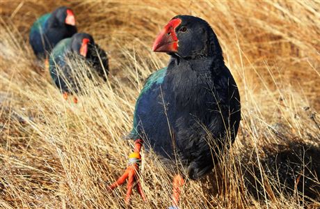 How we're helping takahē: Takahē Recovery Programme