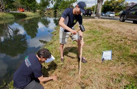 Whitebaiting: Things to do