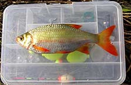 Freshwater pests: Pests and threats