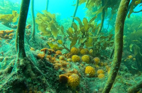 High protection areas and seafloor protection areas in the Hauraki Gulf ...