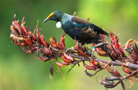 New Zealand birds A - Z: Native animal conservation