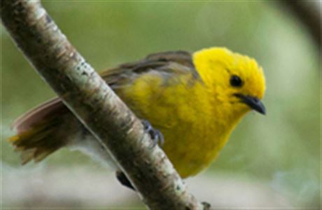 New Zealand birds A - Z: Native animal conservation