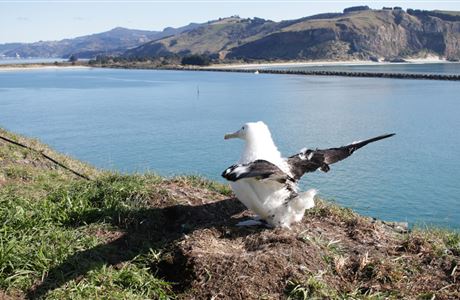 Albatross: New Zealand native sea and shore birds