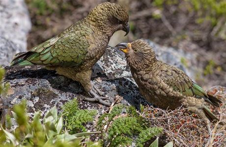 New Zealand birds A - Z: Native animal conservation