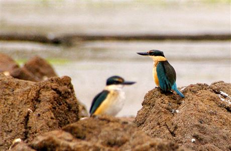 New Zealand birds A - Z: Native animal conservation