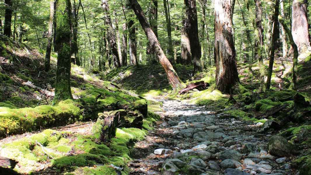 Lake Sylvan Track: Mount Aspiring National Park, Otago region