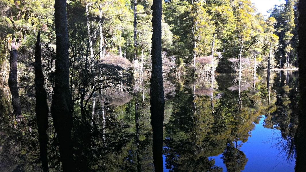 Waihora Lagoon Walk: Pureora Forest Park, Waikato