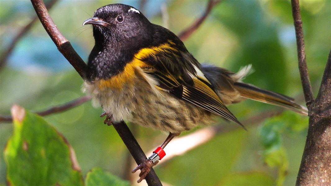 Hihi/stitchbird videos
