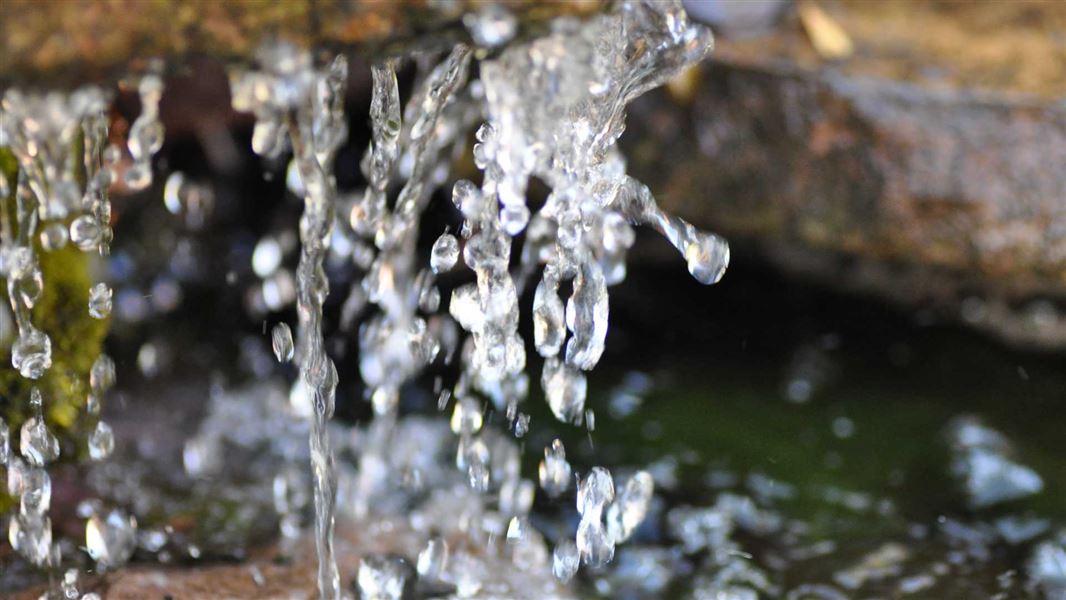 Karakariki Scenic Reserve: Places to go in Waikato