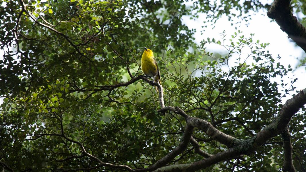 Yellowheadmohua New Zealand Native Land Birds