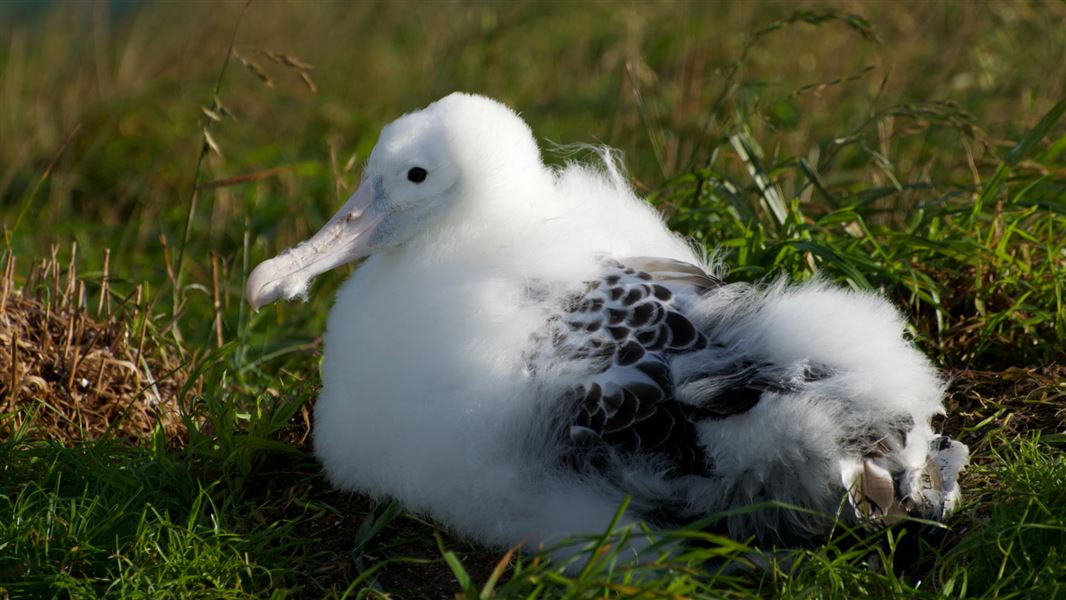Royal cam: Royal albatross/toroa