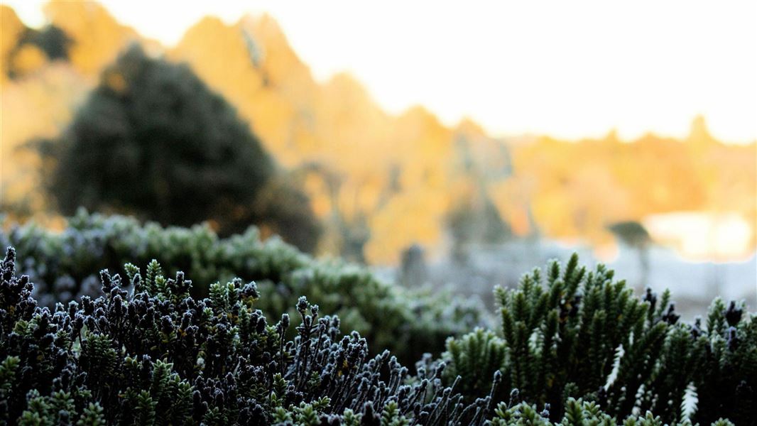 Pureora Forest Park: Places to go in the Waikato region