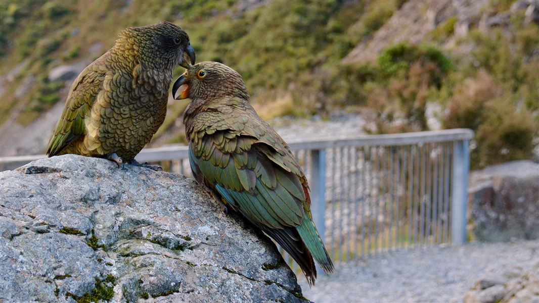 Kea chicks boost Nelson Lakes kea population | Mirage News
