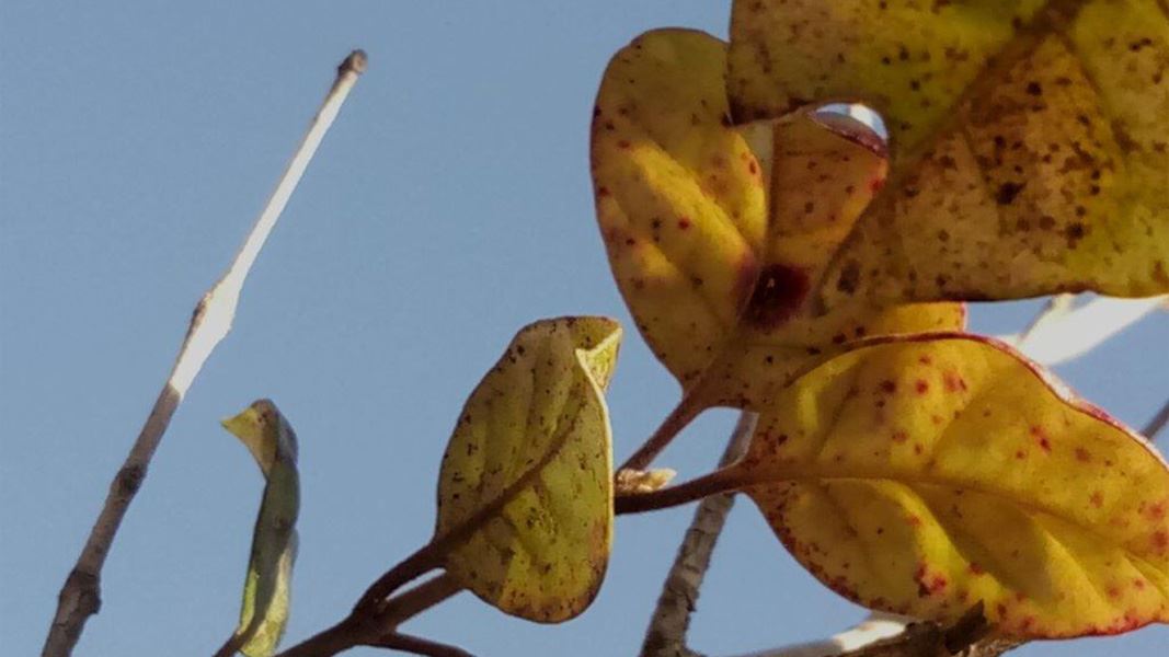 Myrtle rust: Biosecurity threats