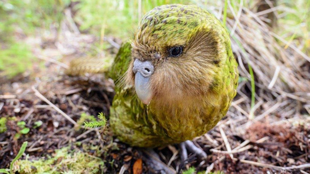 See Sirocco at Orokonui Ecosanctuary: Media release 13 August 2018