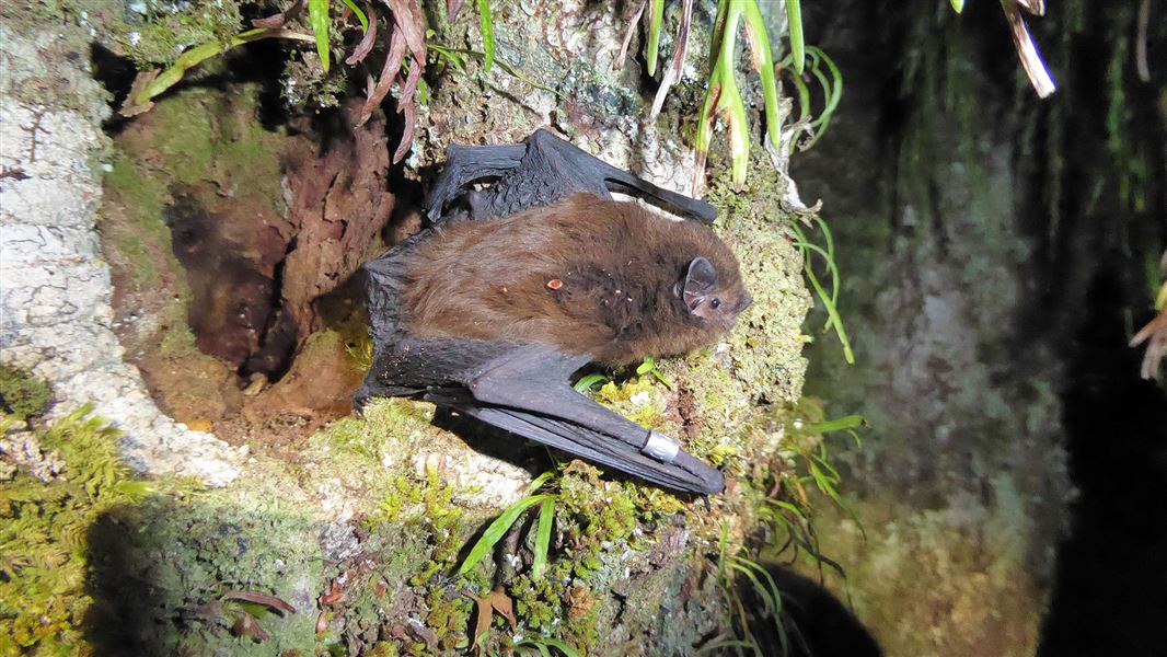 New Zealand's native bat population holding on in Dart-Rees Valleys ...