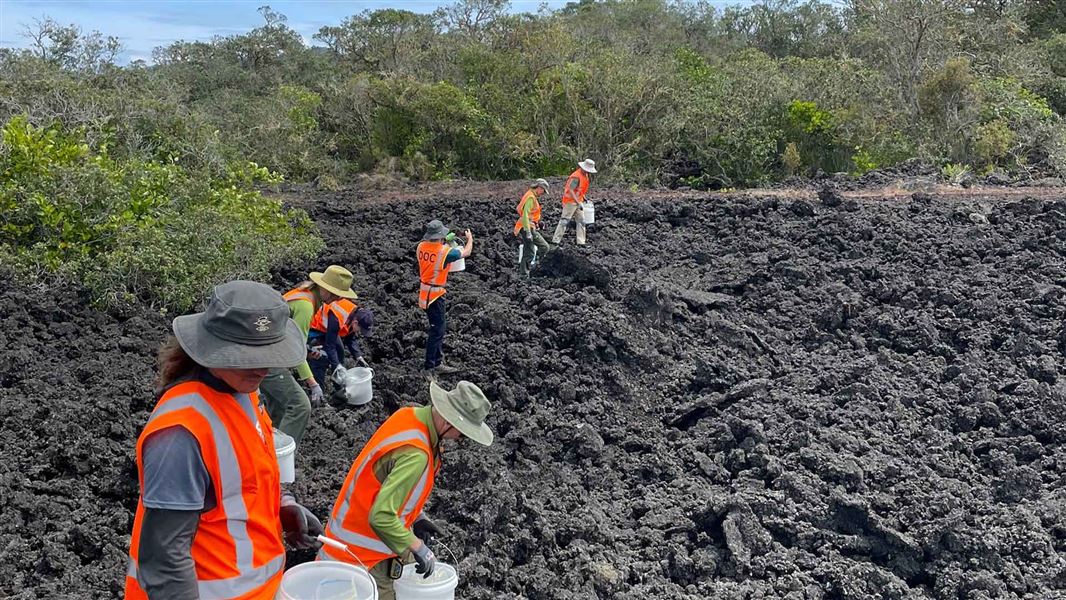 Darwin’s ant eradication volunteers on Rangitoto and Motutapu: Auckland