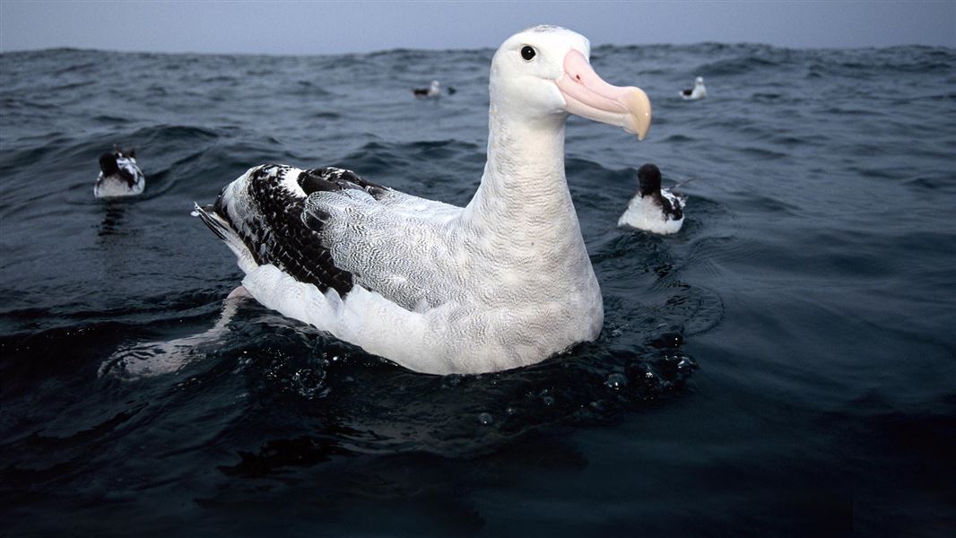 Marine Conservation Services Programme: Our work