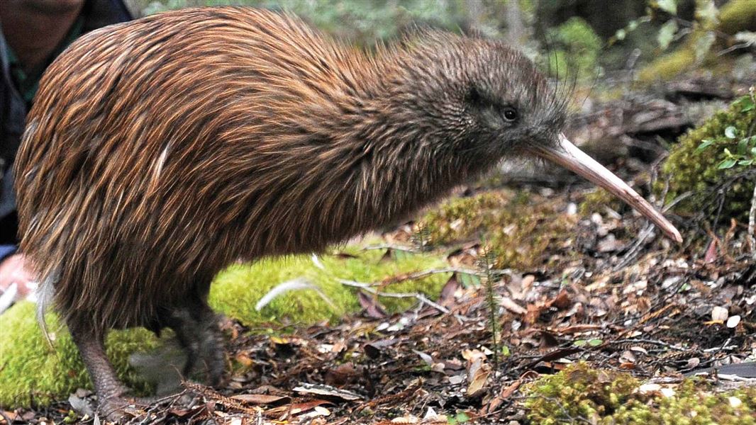 Predator Free 2050: Pests and threats
