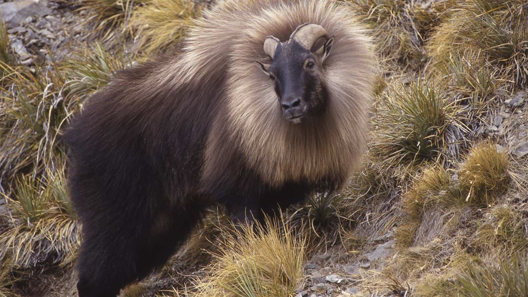 Tahr: What to hunt