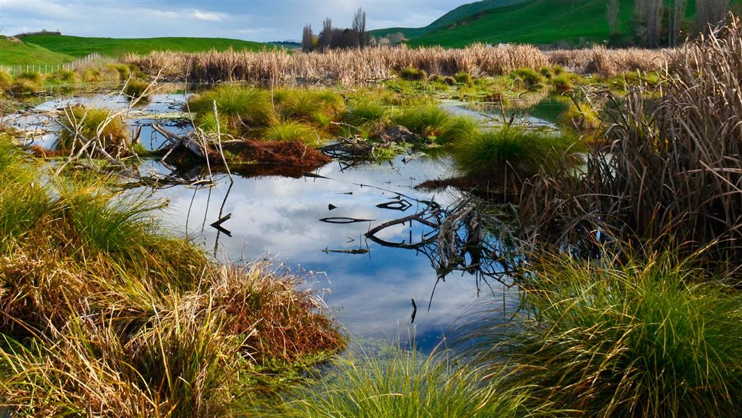 Wetlands Habitats