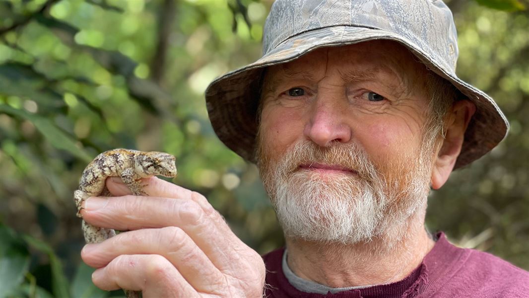 Coromandel s Lizard Man A Conservation Hero 30 Years On Media