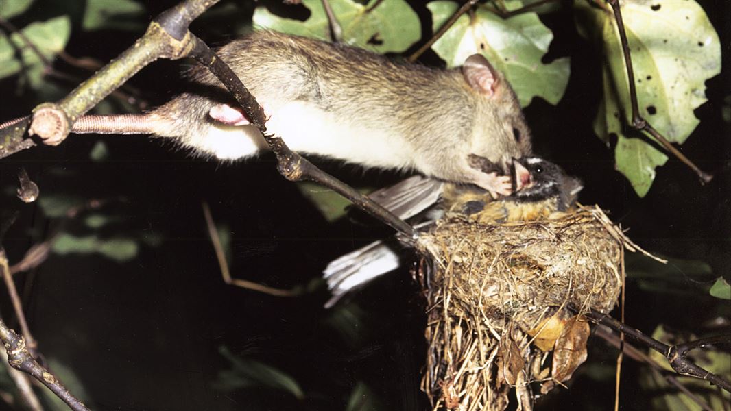 1080: New Zealand pest control methods