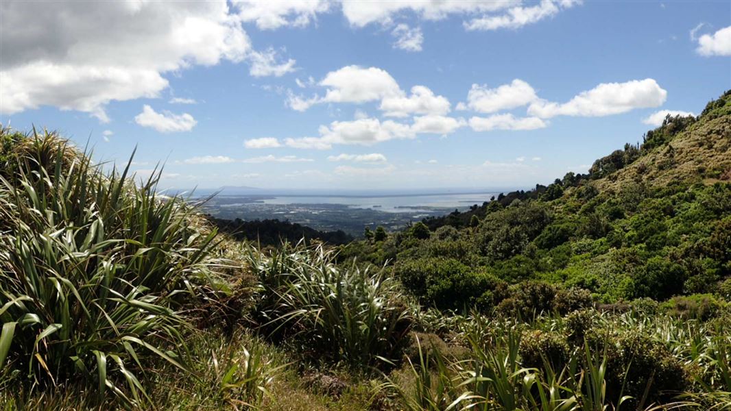 Tuahu Track: Kaimai Mamaku Conservation Park, Bay of Plenty region