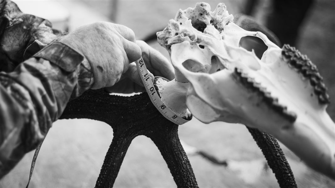 Pureora Hunting Competition: Waikato Region