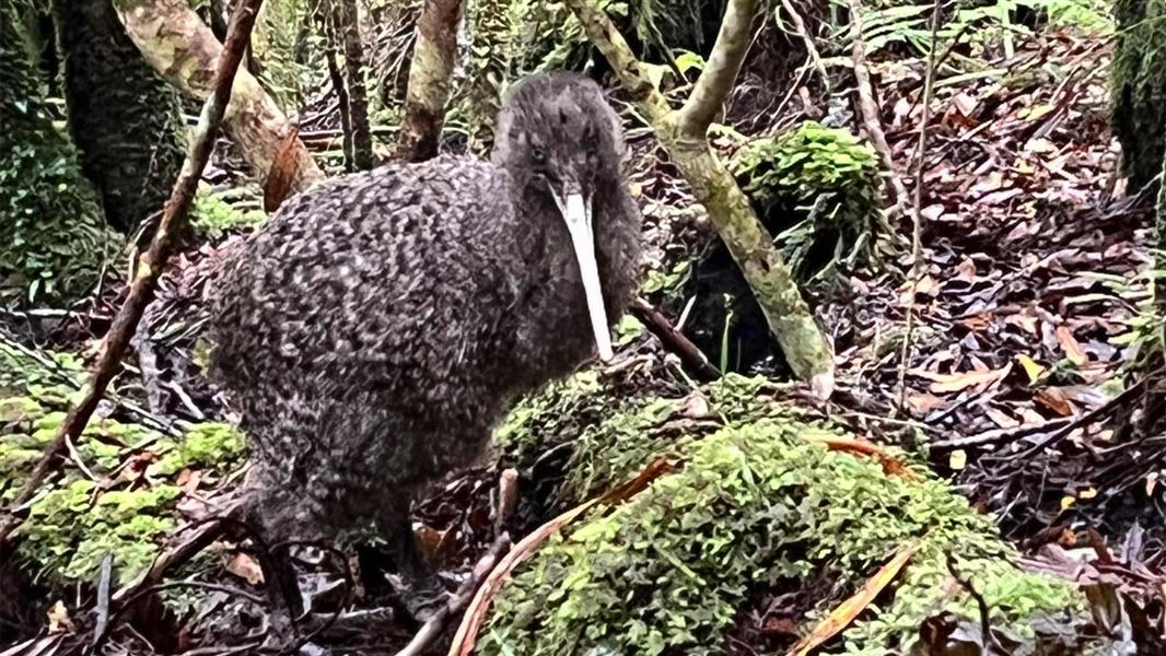 Kiwi Sightings Increase On Heaphy Track | Mirage News
