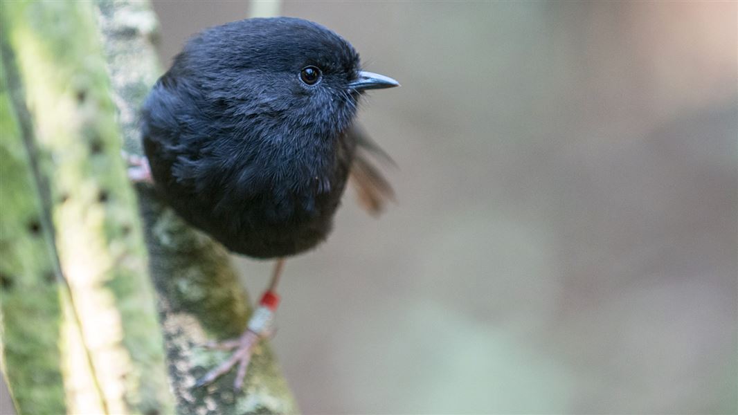 Chatham Islands black robin: New Zealand native land birds