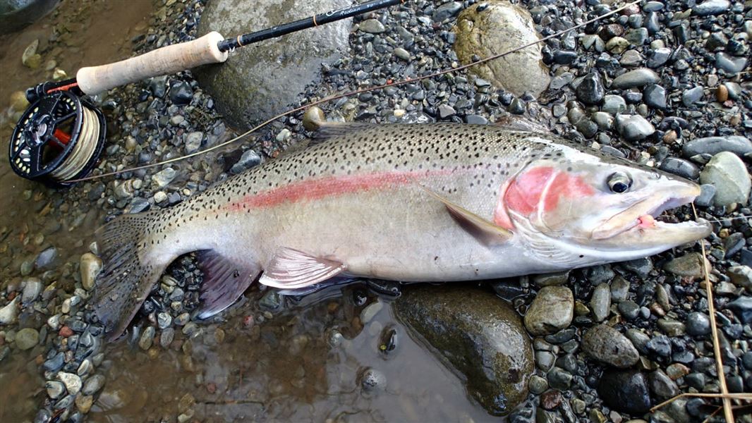 Trout – harvest or 'catch and release'?: Stories October 2018