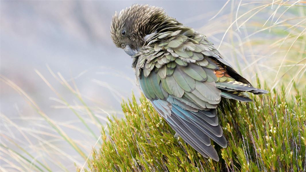 Stories about kea: DOC's work